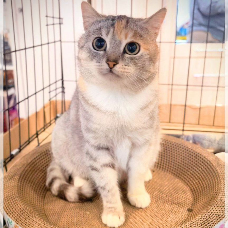 Взрослая, кошка в добрые руки