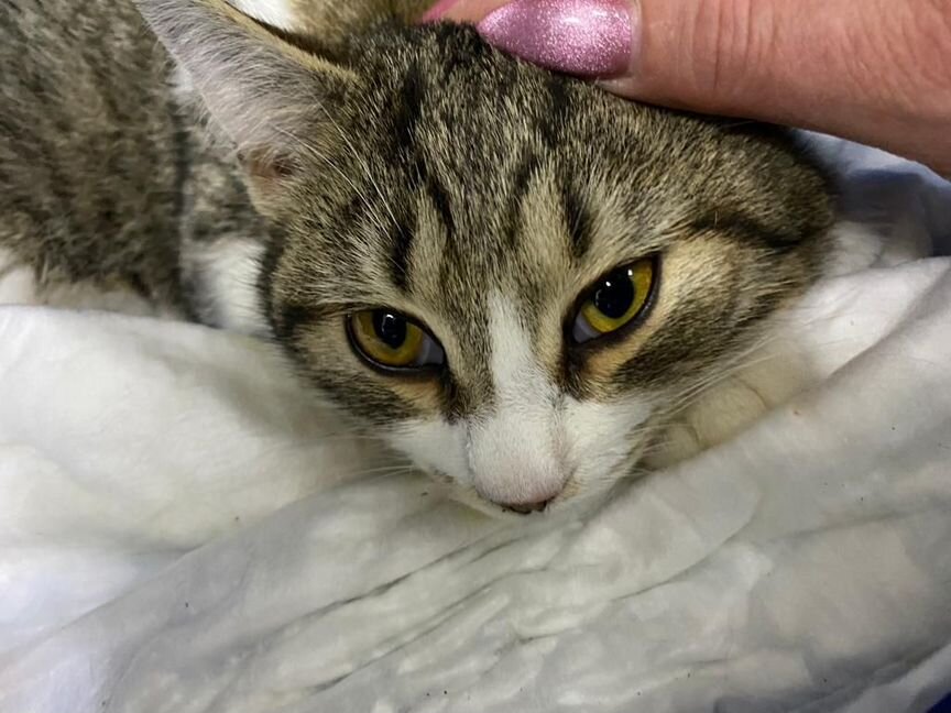 Отдам бесплатно в добрые руки