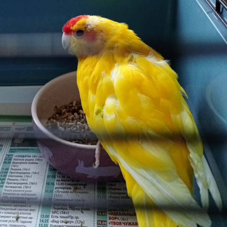 Попугай какарик