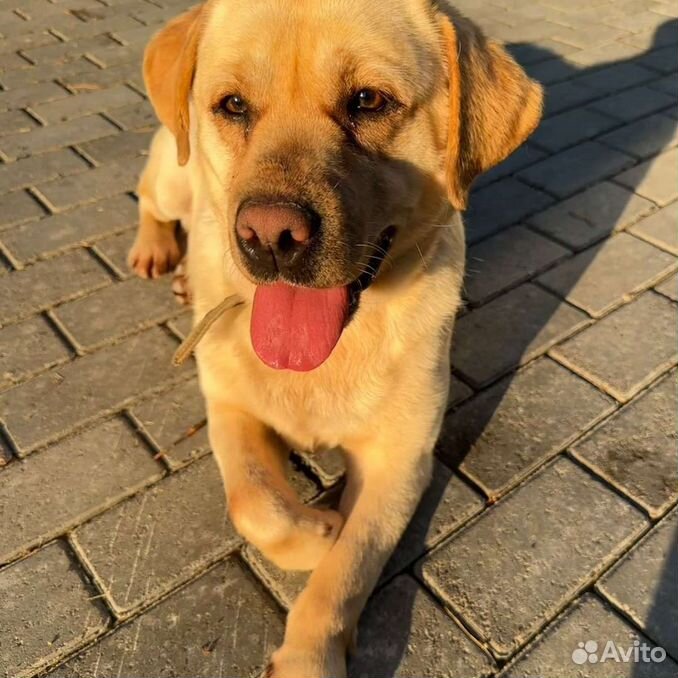 Найдена собака золотистый ретривер. Зелёный Бор