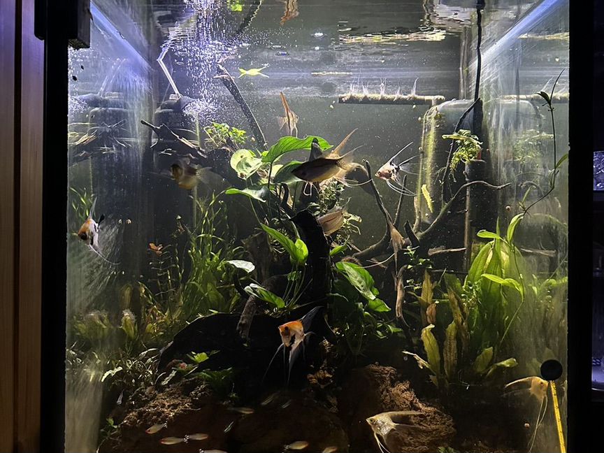 Аквариум куб 250л