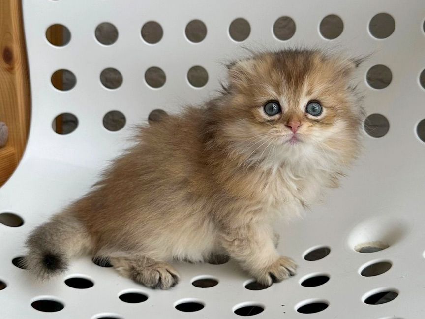 Мальчик хайленд страйт