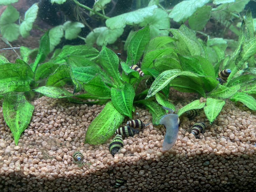 Улитки Хелены