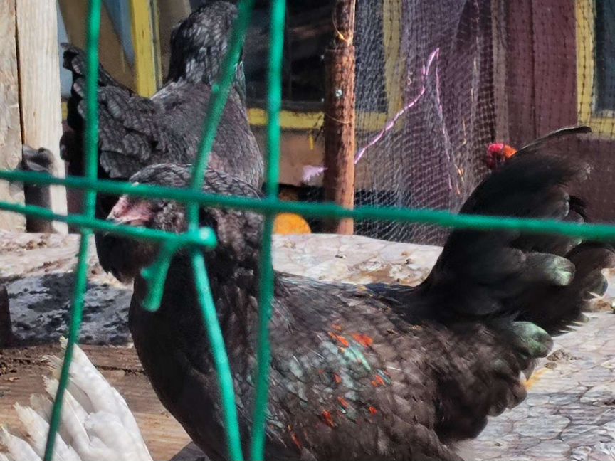 Молодки семья Амераукано