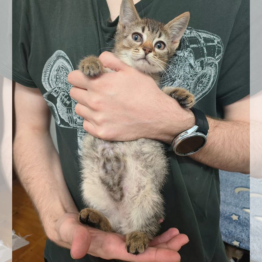 Котёнок в дар