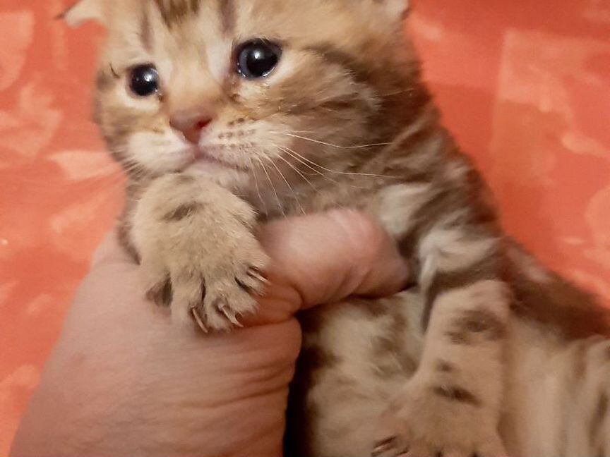 Шотландская кошечка