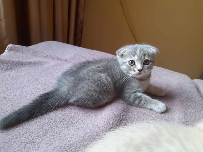 Шотландские котята