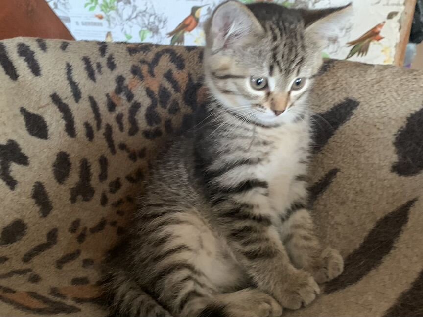 2,5 месячные котята