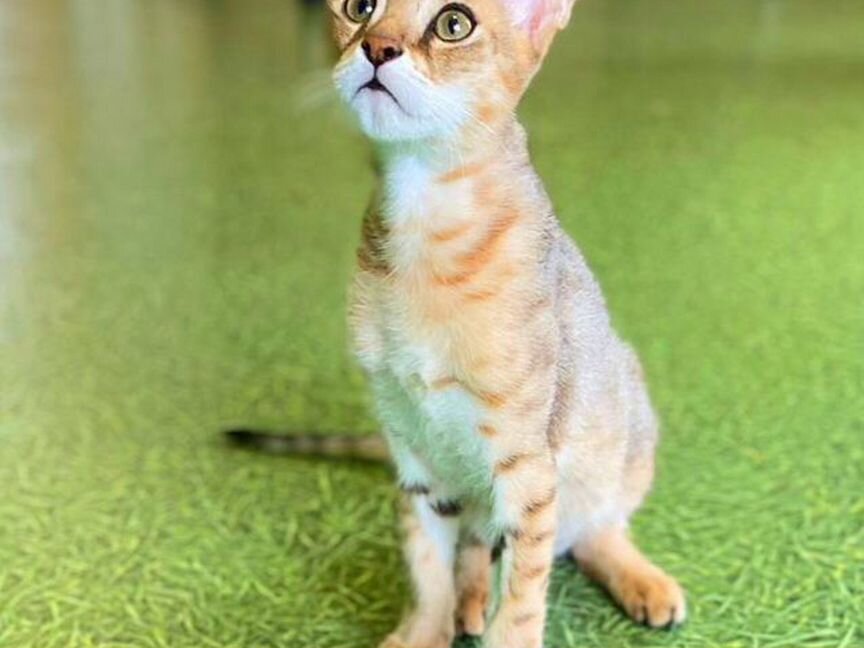 Котята чаузи ф1