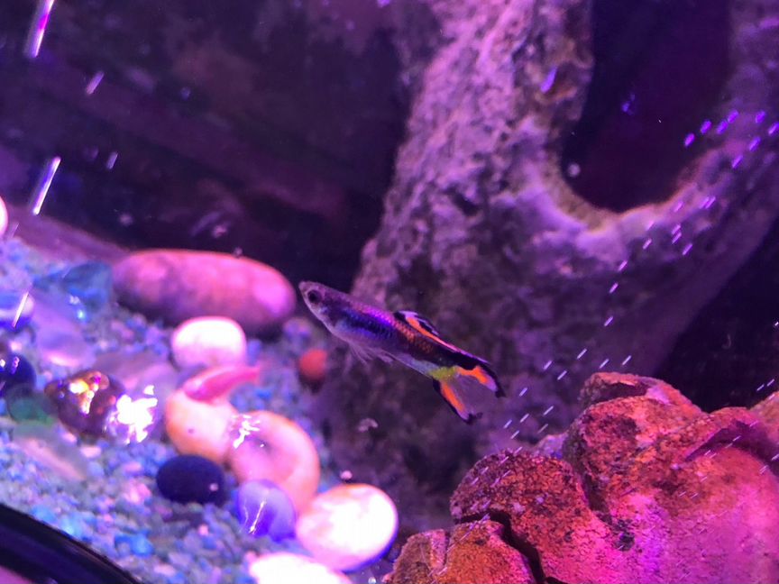 Отдам двух рыбок