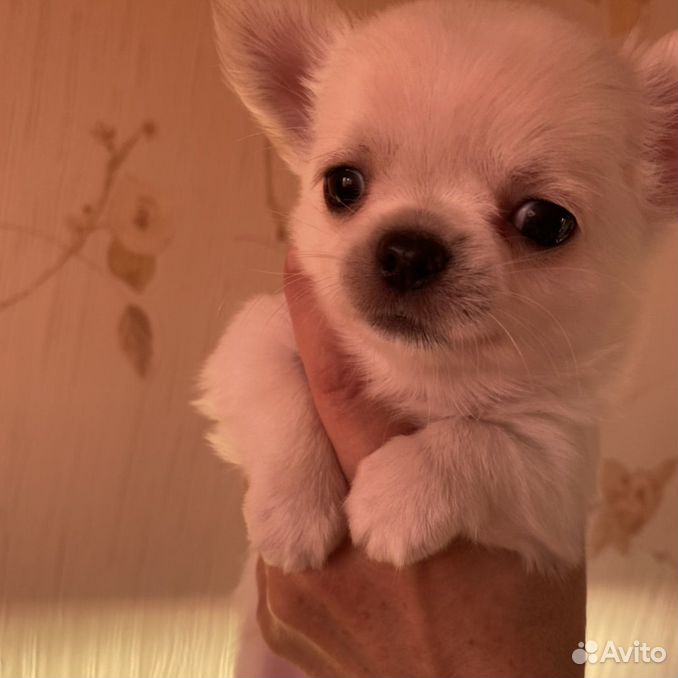 Чихуахуа мальчишка - Одуванчик