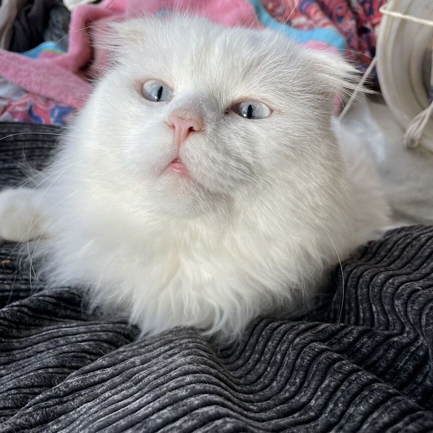 Отдам кота в добрые руки бесплатно