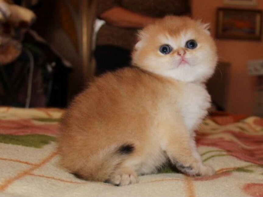 Шотландские котята