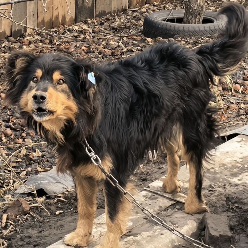 Взрослый пёс в добрые руки