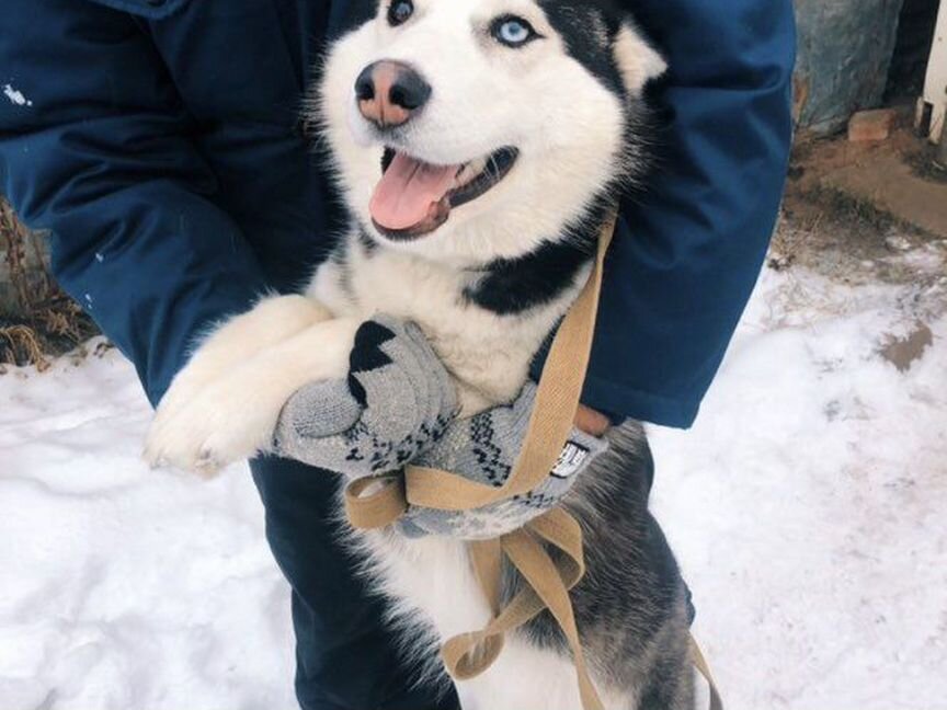 Хаски девочка