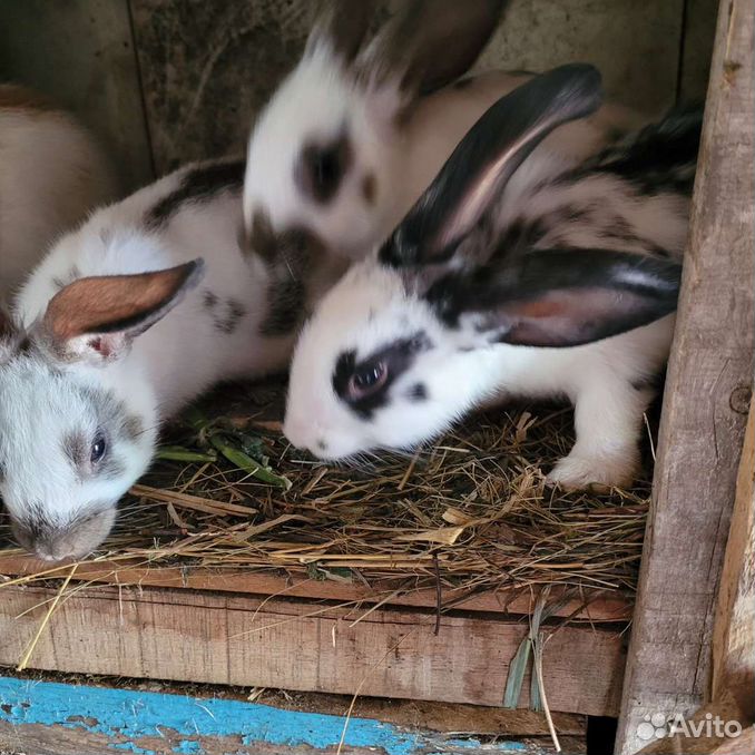 Кролики нпв