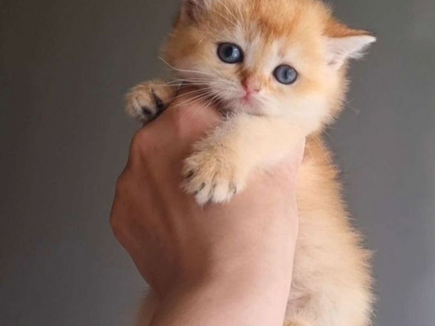 Котята Золотые шиншиллы