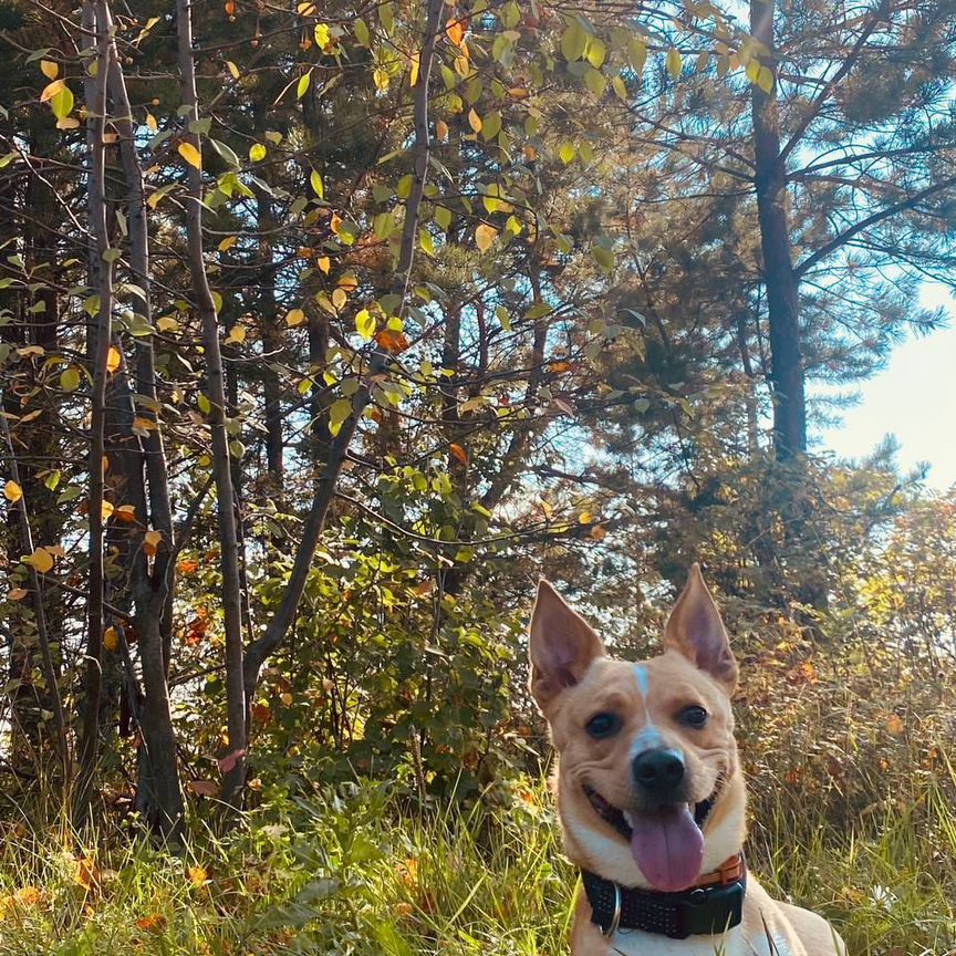 Случка собак