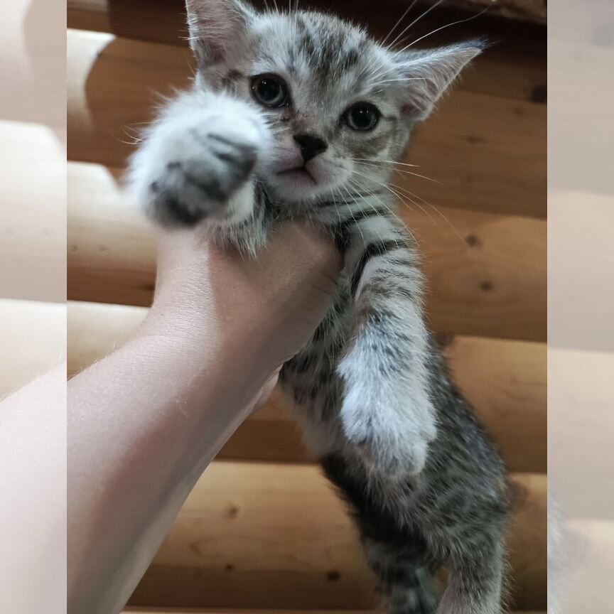 Шотландская