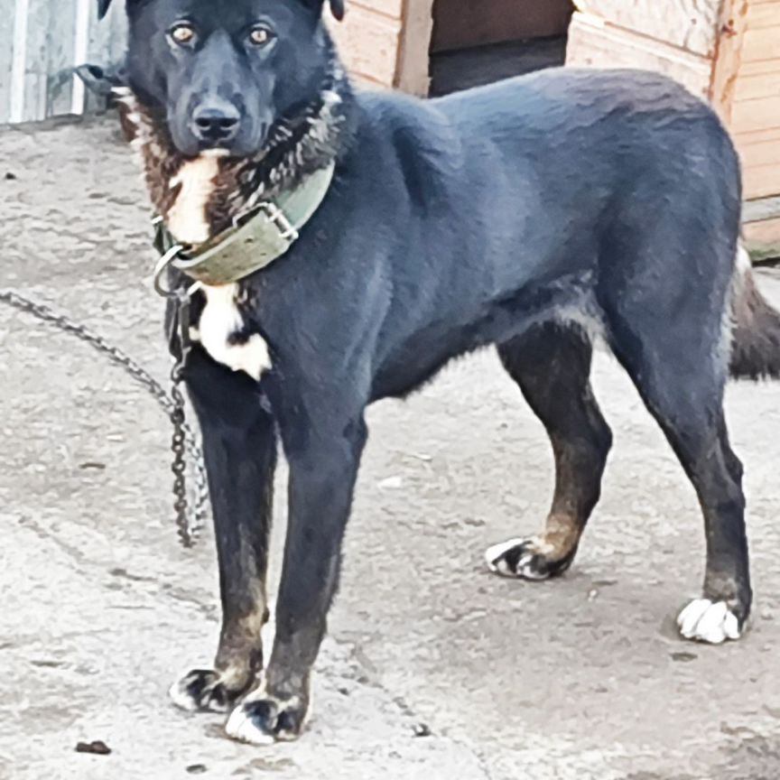 Собачка в добрые руки