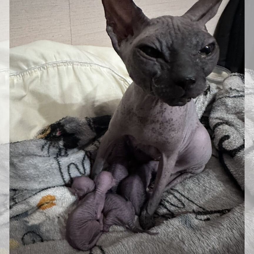 Канадский сфинкс котёнок