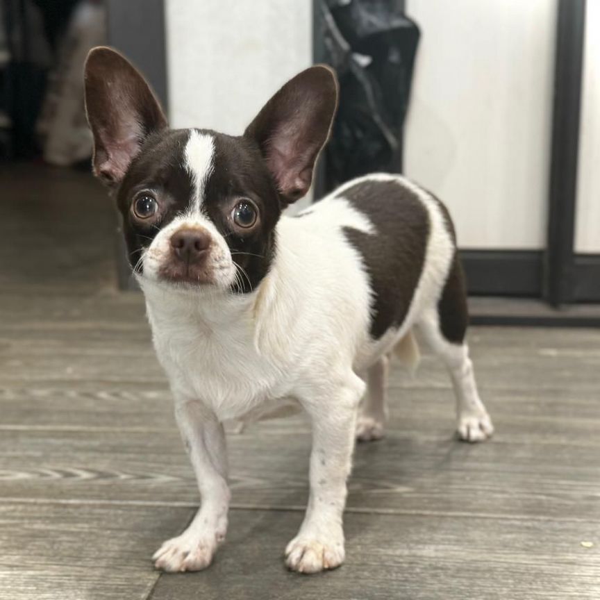 Чихуахуа. Красивый мальчик