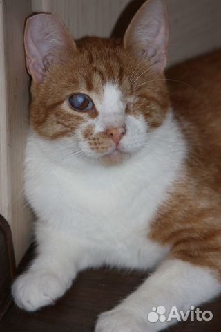 Особенный котик