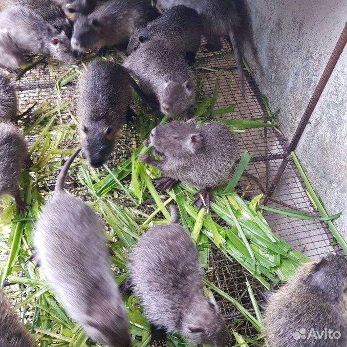 Продаются нутрии