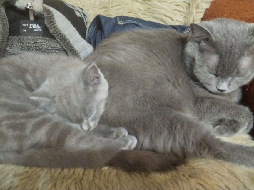 Британская