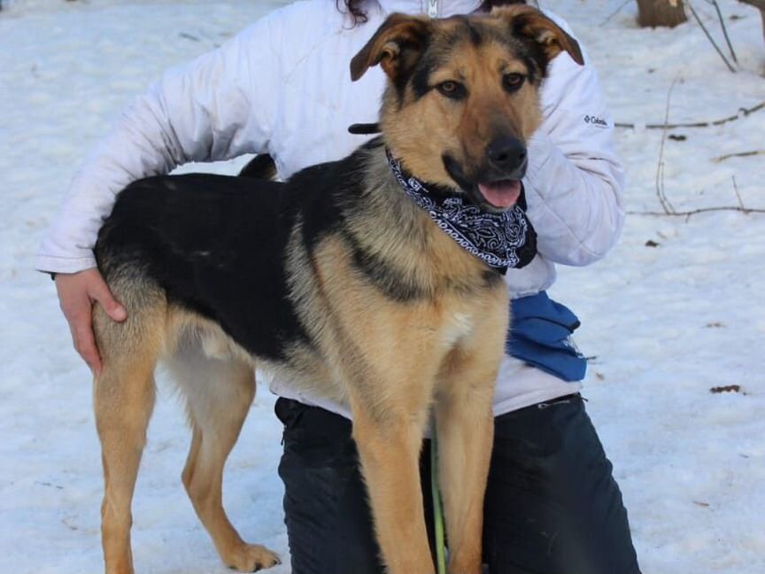 Пес Рэм ищет хозяина