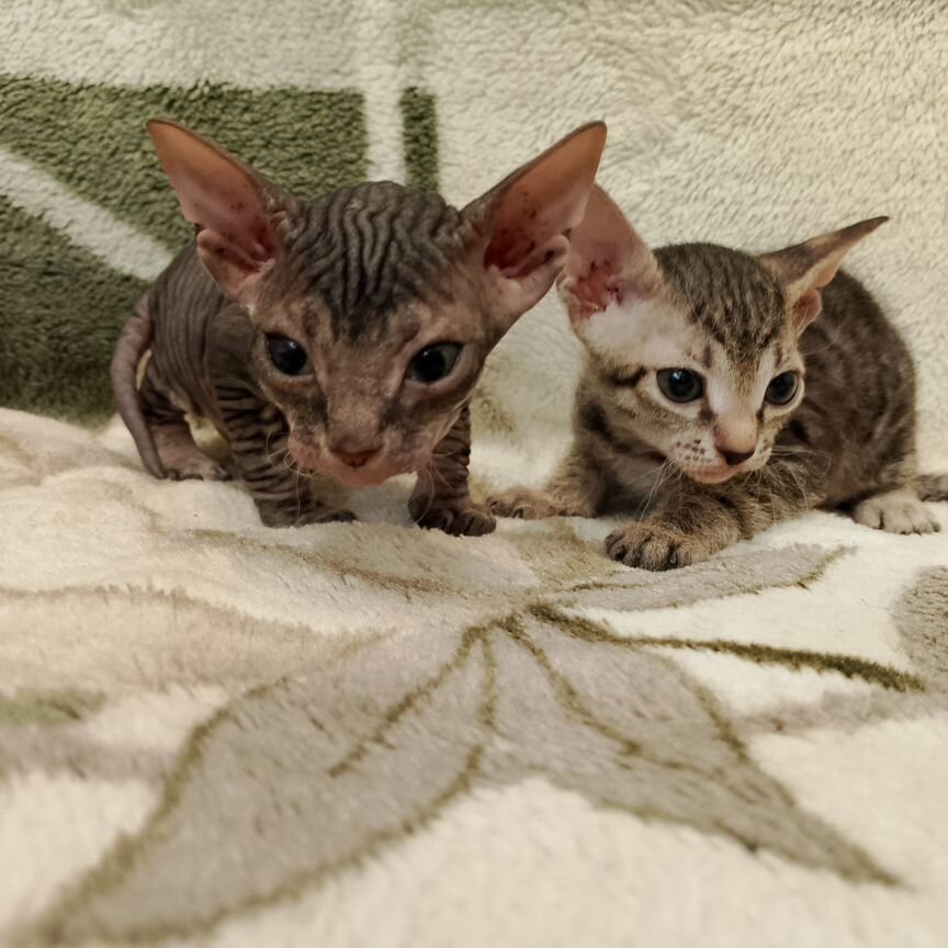 Продам котят Донского сфинкса