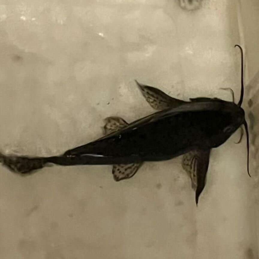 Сом (пагасиус) перевертыш примерно 17 см