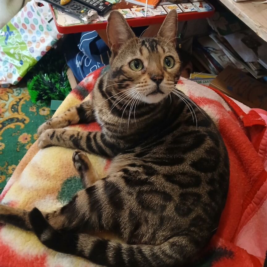 Котик Бенгал в добрые руки