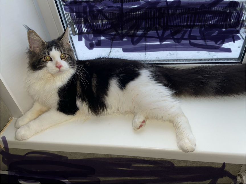 Породистые большие кошки