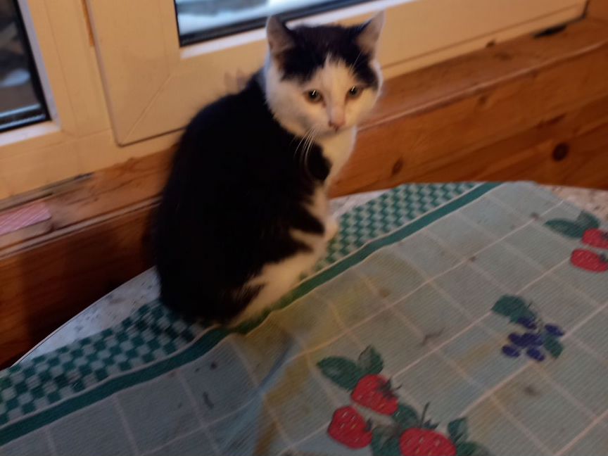 Котята в добрые руки бесплатно мальчик