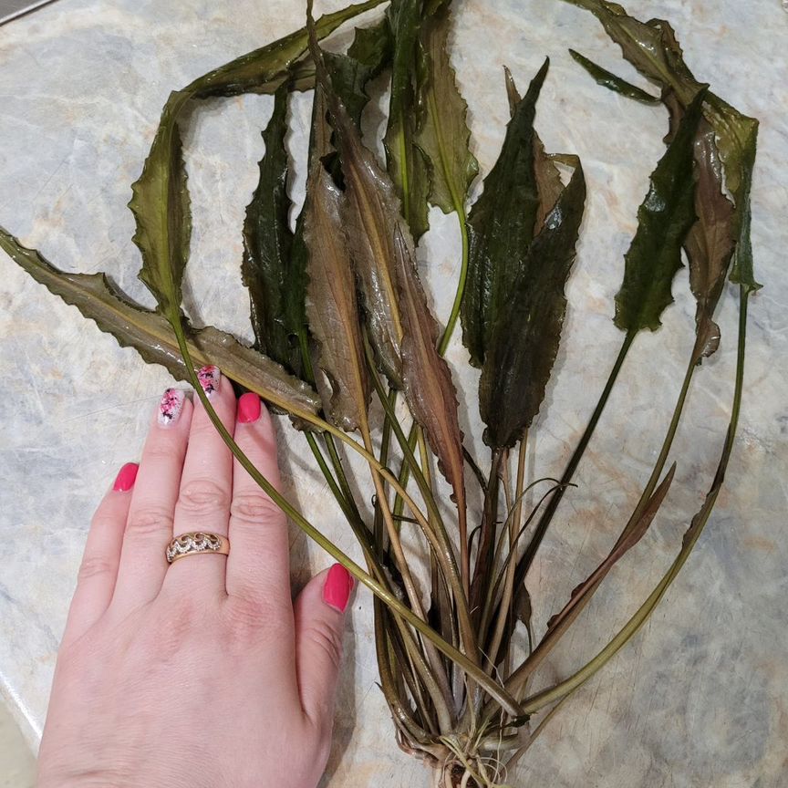 Криптокорина куст для большого аквариума