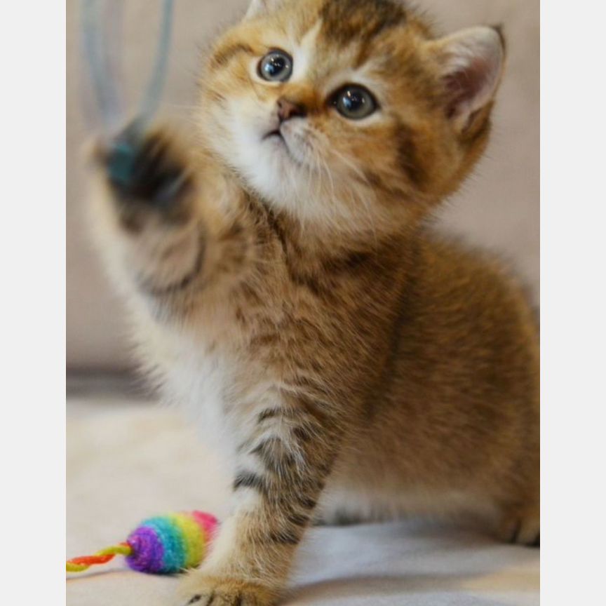 Котята