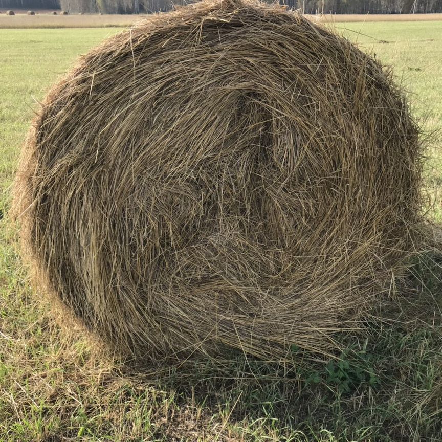 Сено в рулонах