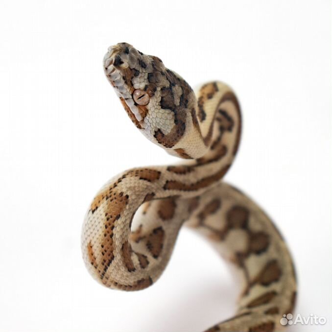 Змеи и гекконы разные