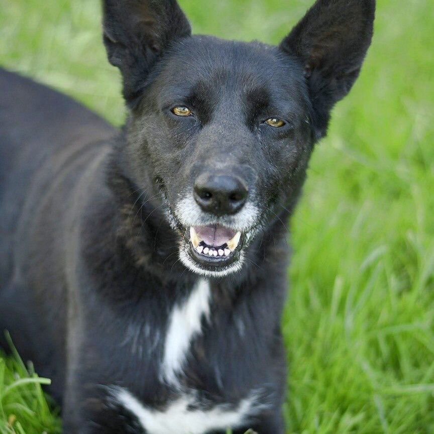 Проша в добрые руки