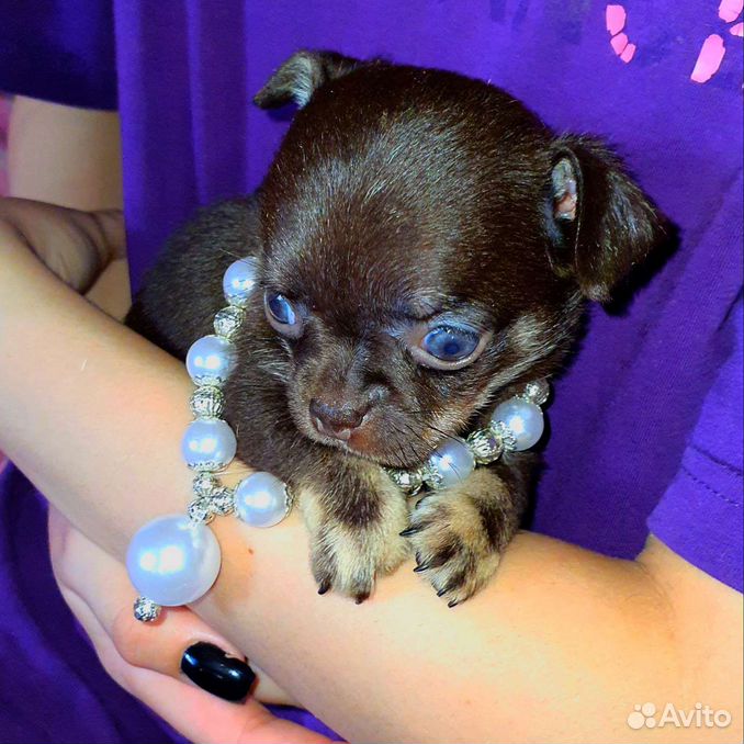 Ооочень кукольные минюшечки шоколадки,доставка