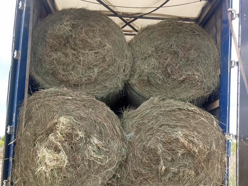 Сено 2024 в рулонах оптом