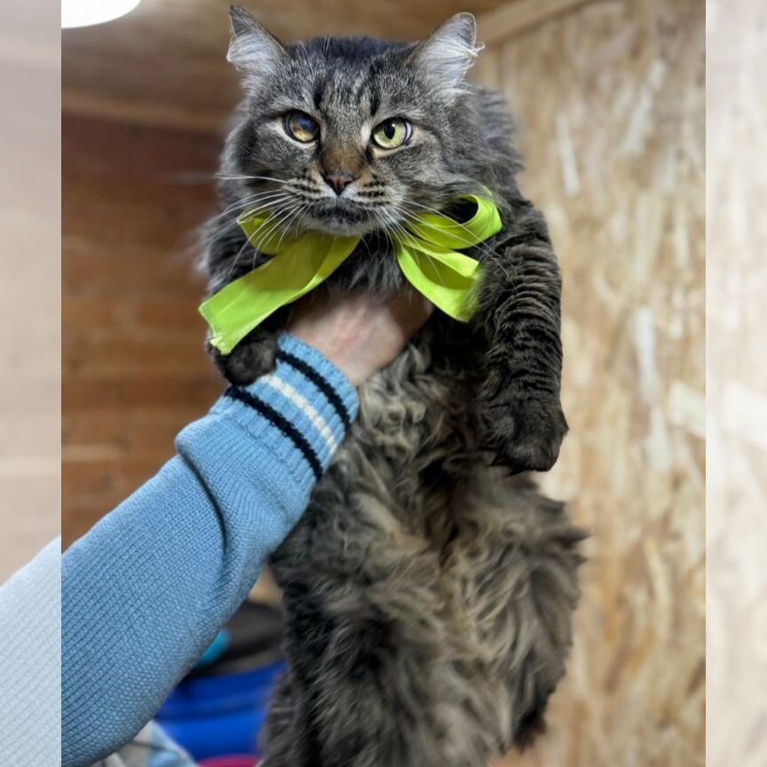 Кошка в добрые руки