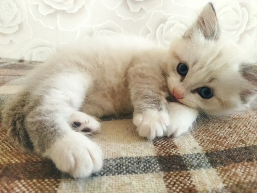 Невский маскарадный кот