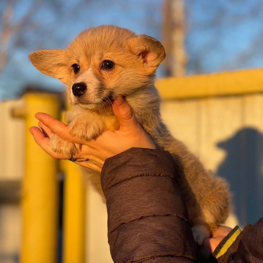 Вельш Корги Пемброк, щенок