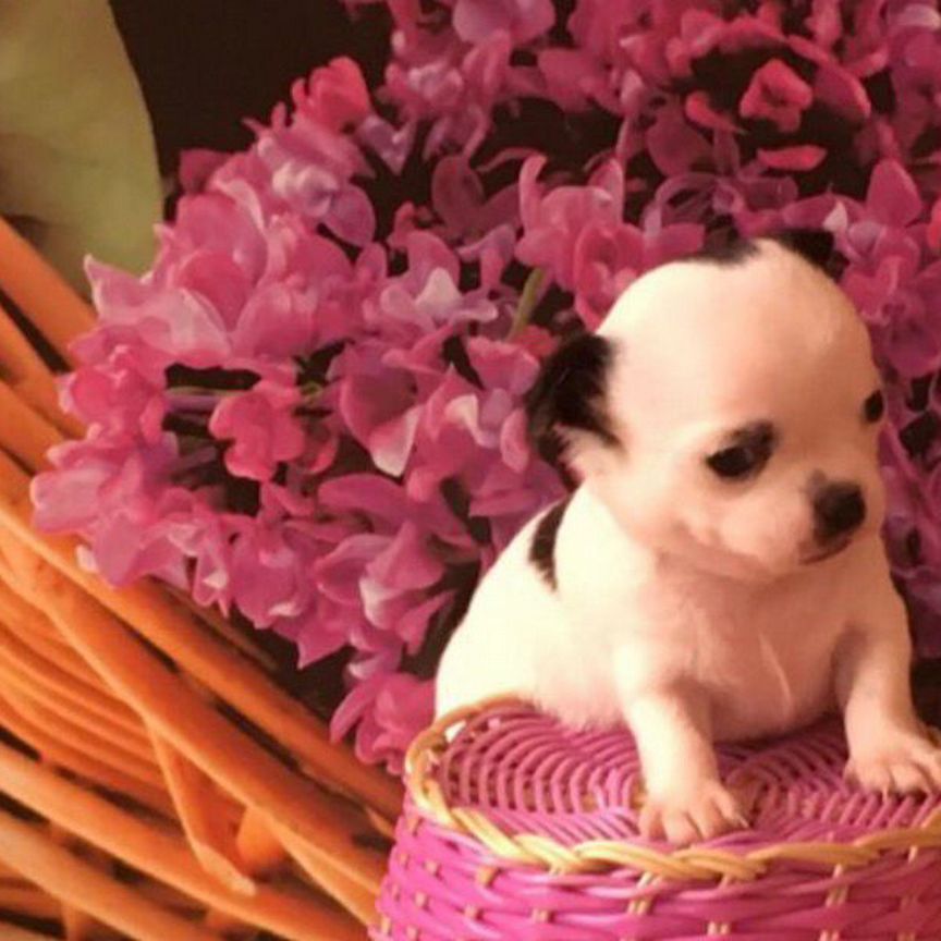 Чихуахуа, щенок