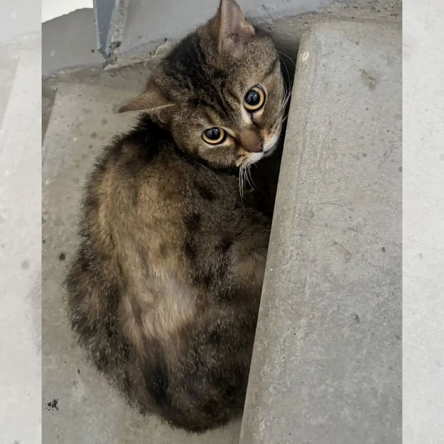 Взрослая, кошка в добрые руки