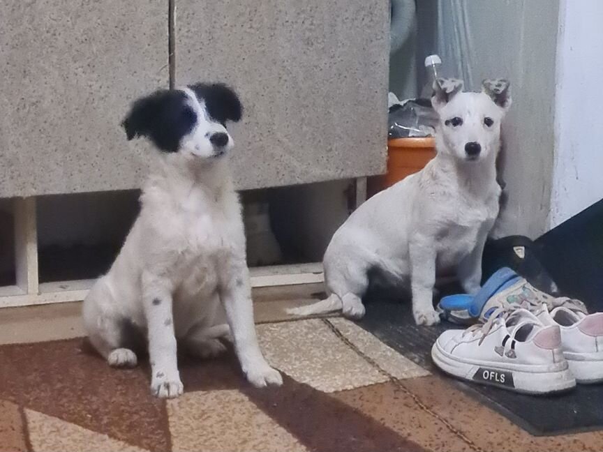 Долматин и дворняжка помесь