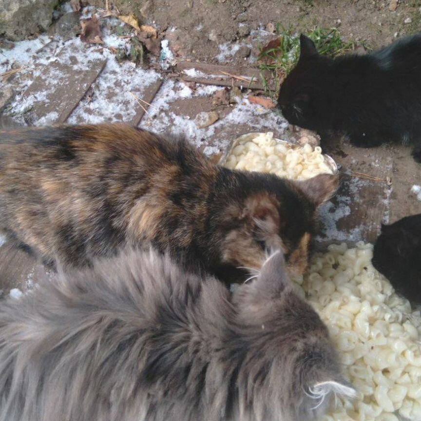 4 бездомных котенка