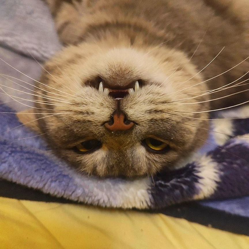 Отдам Кота